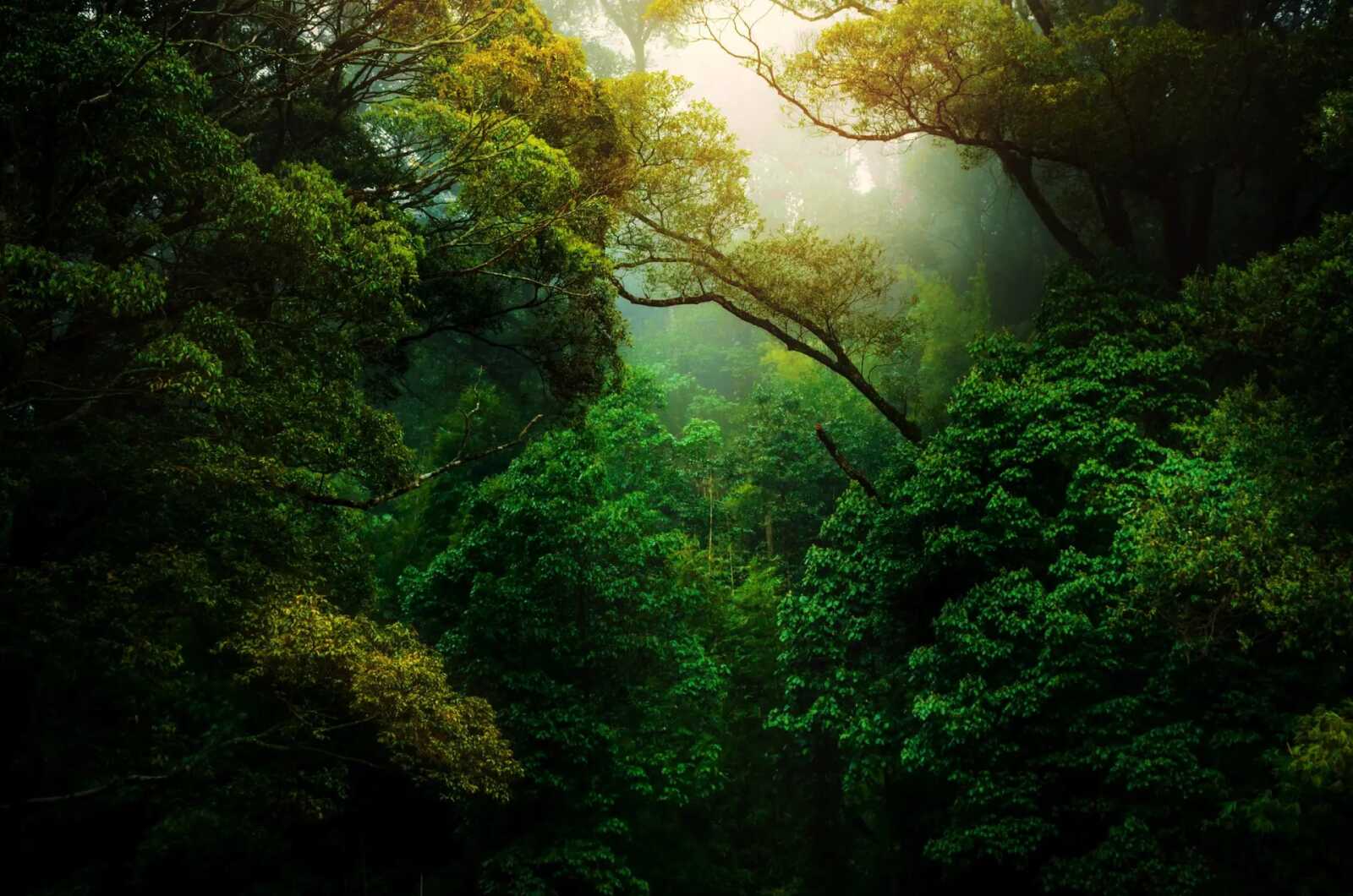 Amazon Rain Forest Wallpapers (57 images) - WallpaperCat