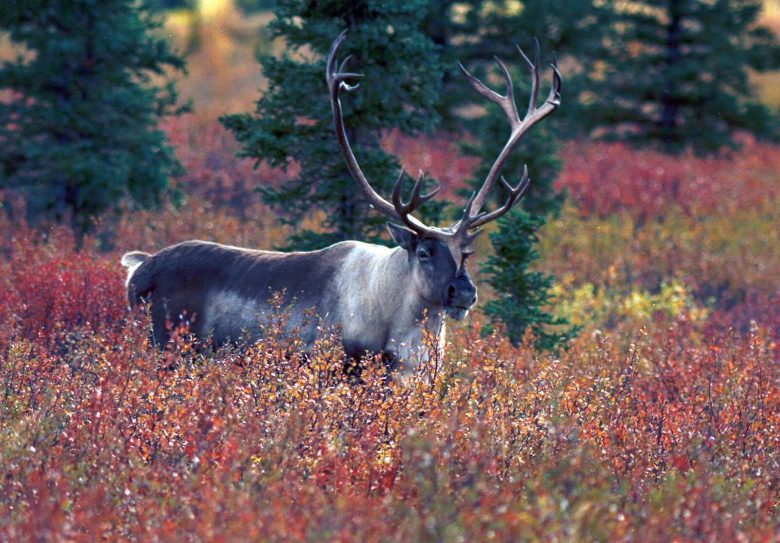 Caribou Wallpapers (44 images) - WallpaperCat