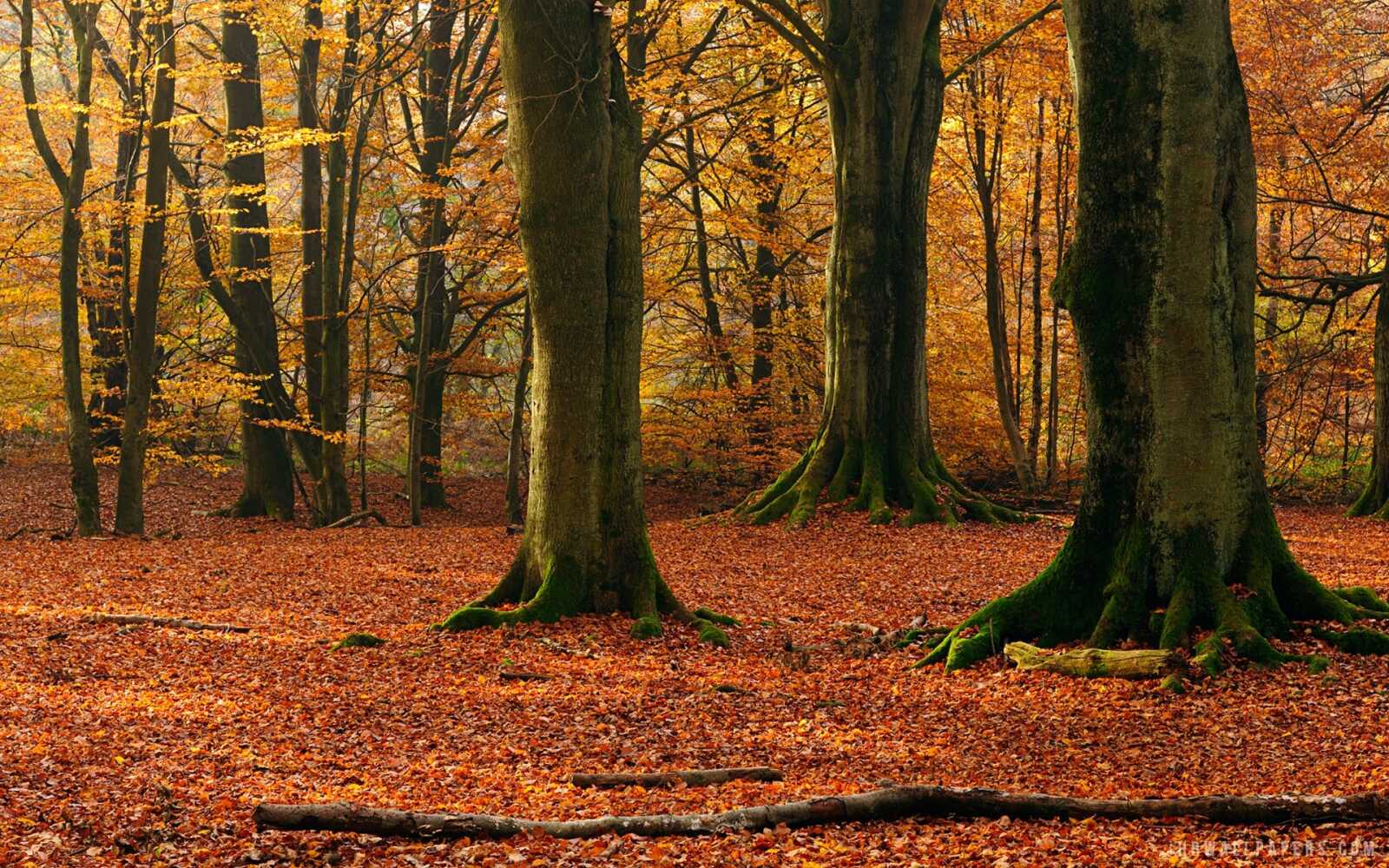 Beech Tree Wallpapers (35 images) - WallpaperCat