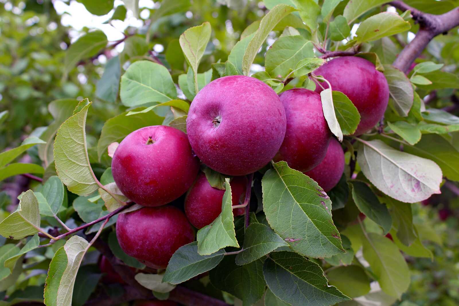 Apple Tree Wallpapers (70 images) - WallpaperCat