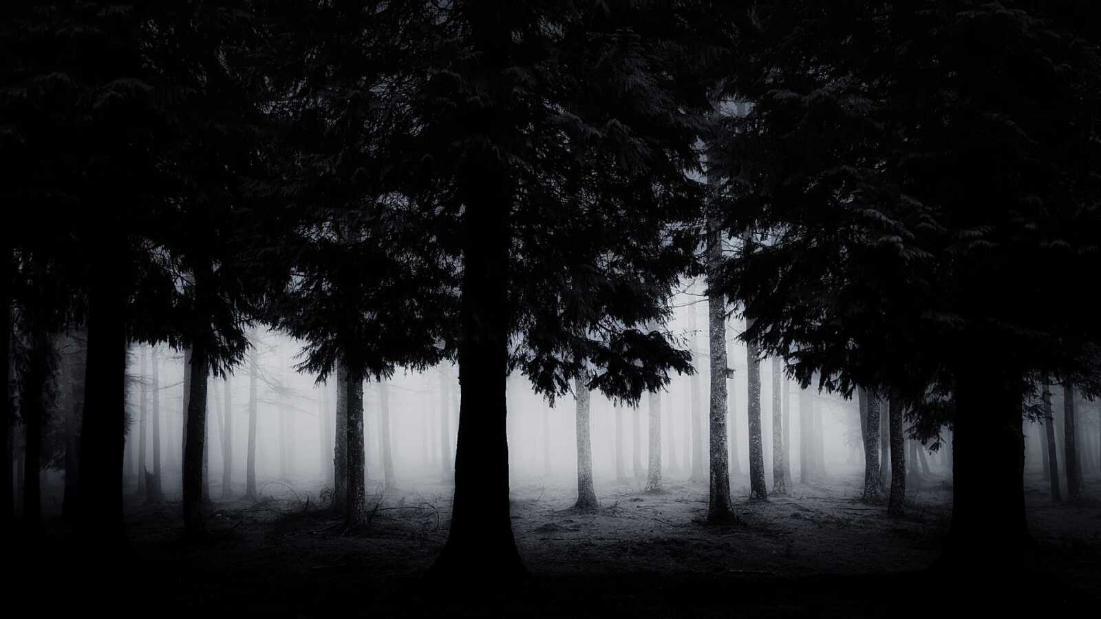Haunted Forest Wallpapers 32 Images Wallpapercat