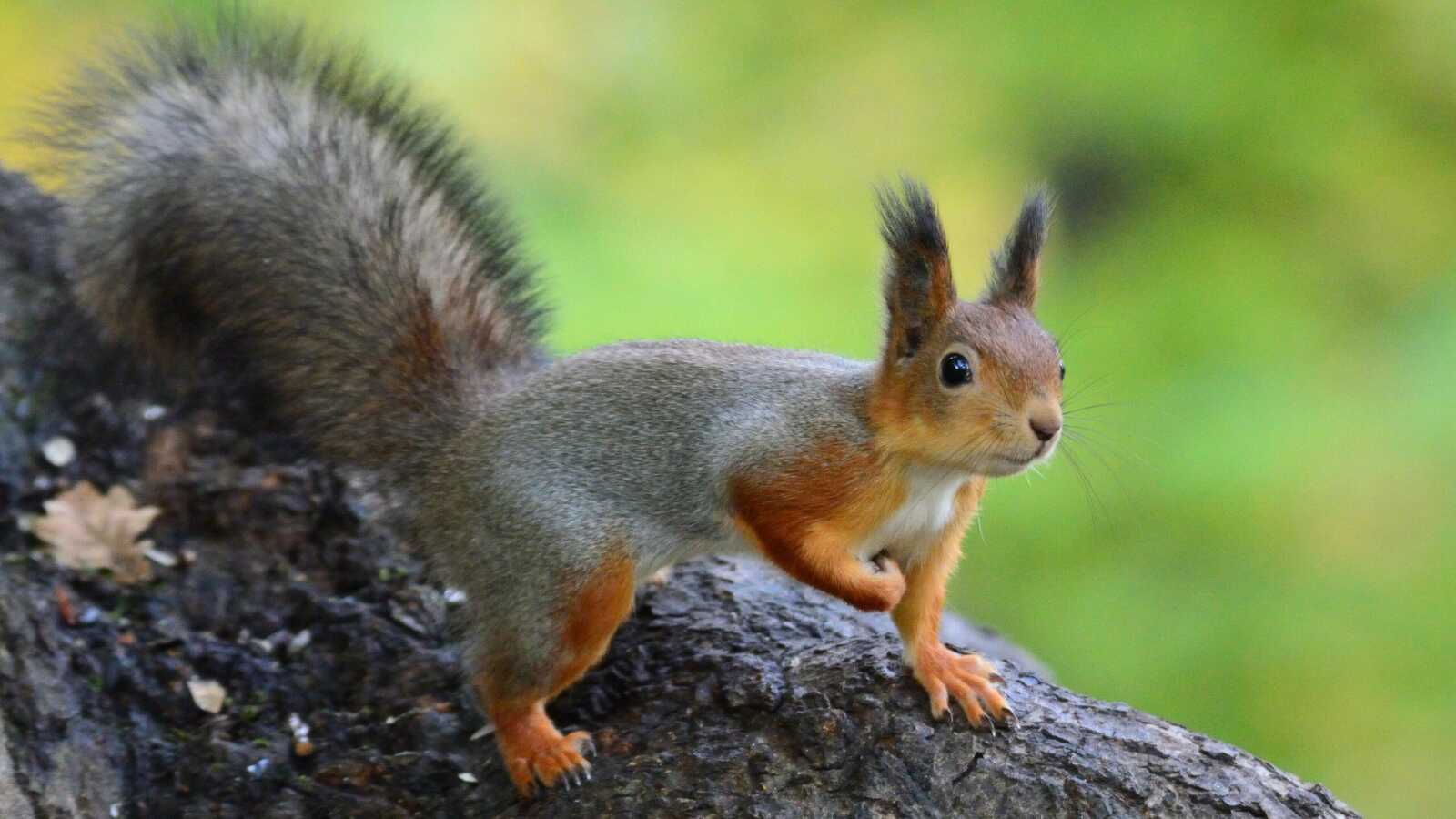 Squirrel Wallpapers (98 images) - WallpaperCat