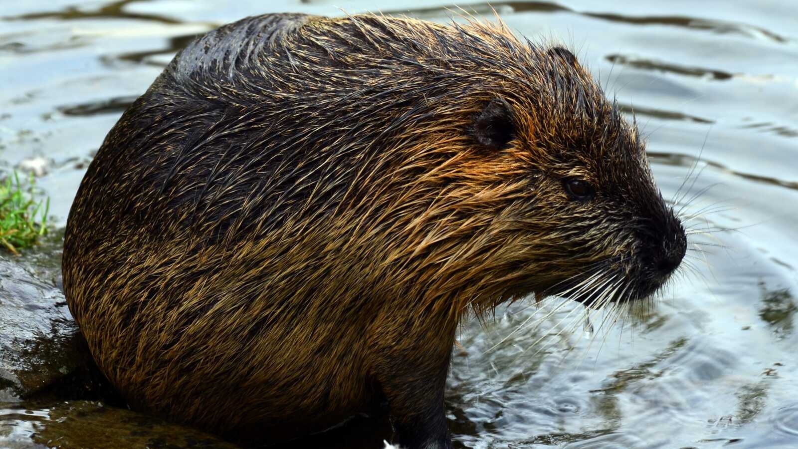 Beaver Wallpapers (43 images) - WallpaperCat