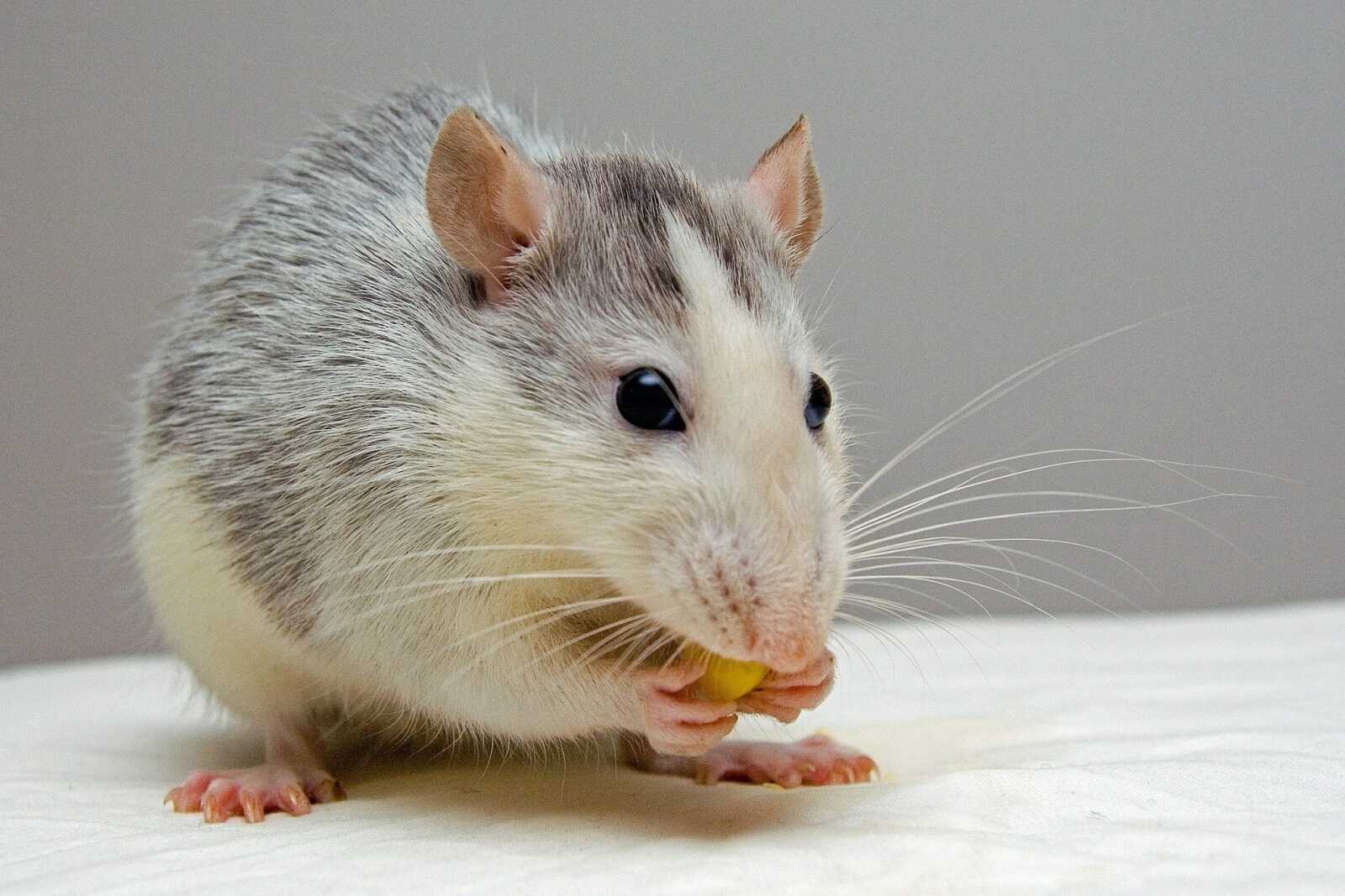 Rat Wallpapers (36 images) - WallpaperCat