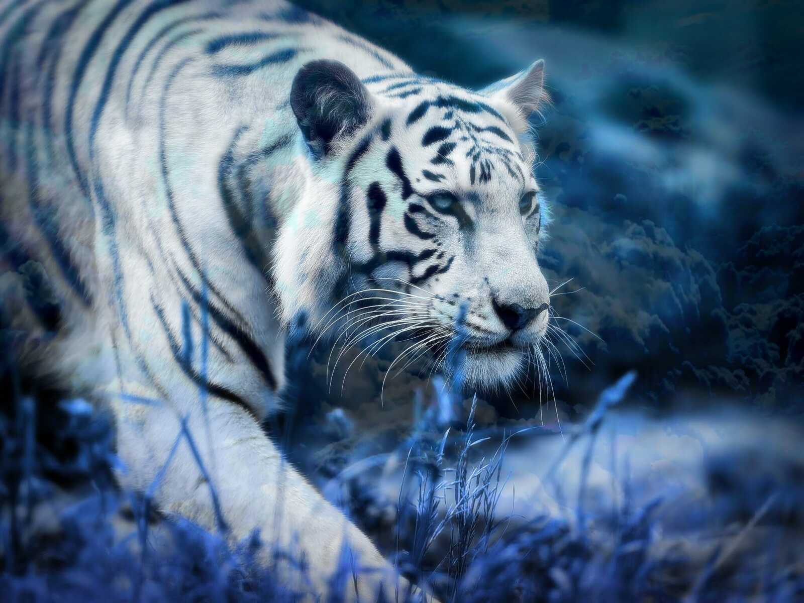 Tiger Wallpapers (86 images) - WallpaperCat