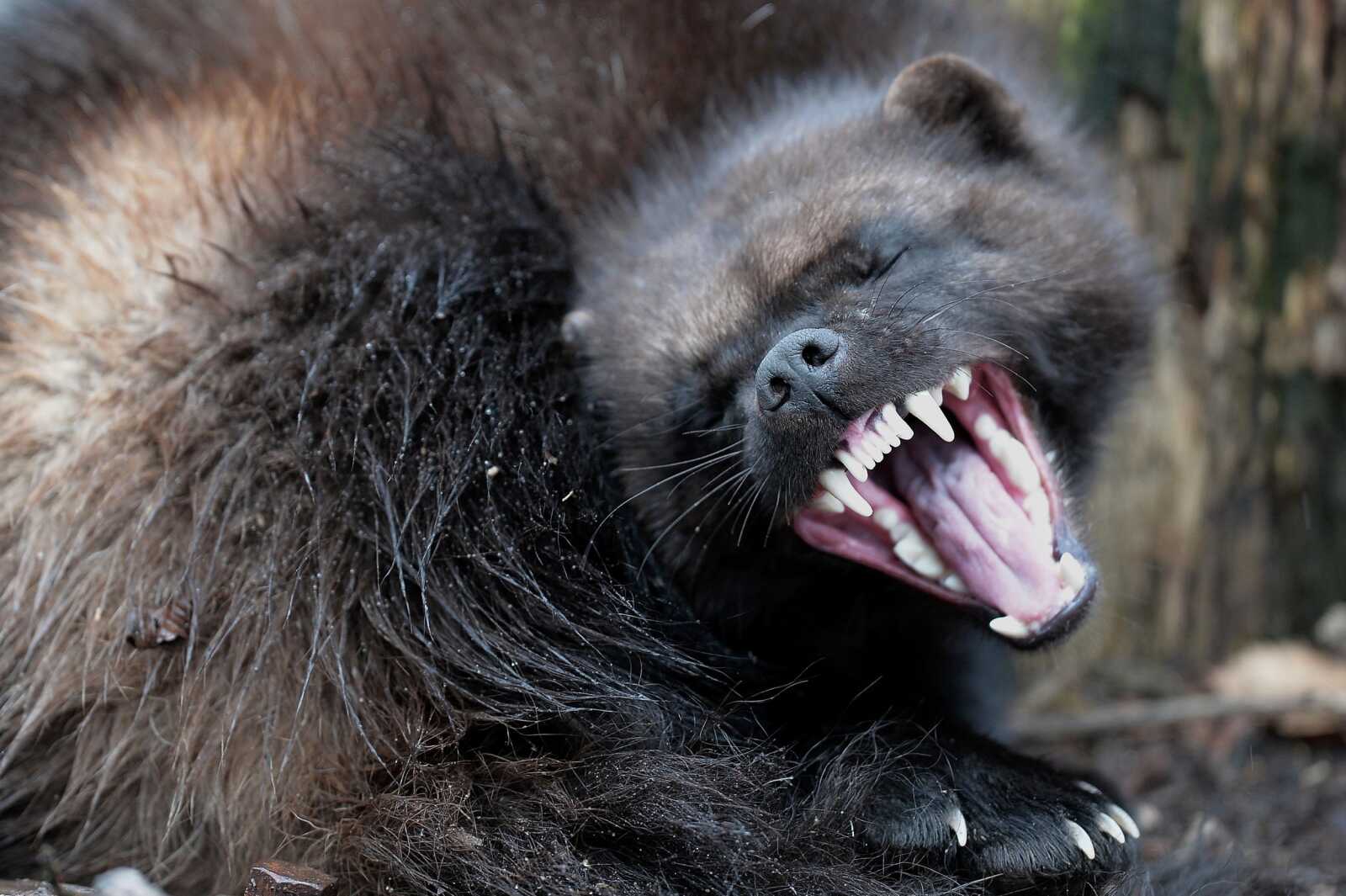 Wolverine (Animal) Wallpapers (28 images) - WallpaperCat