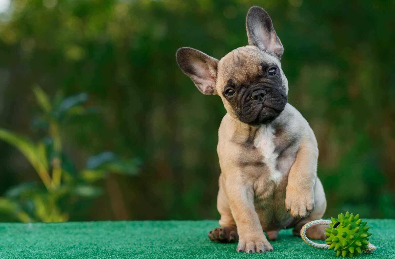 Dog Wallpapers (129 images) - WallpaperCat