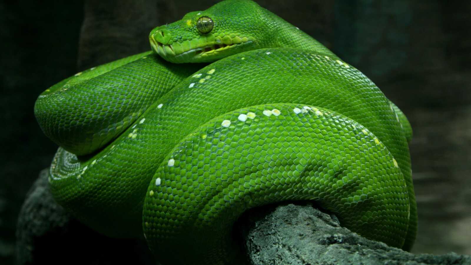 Python (Snake) Wallpapers (34 images) - WallpaperCat