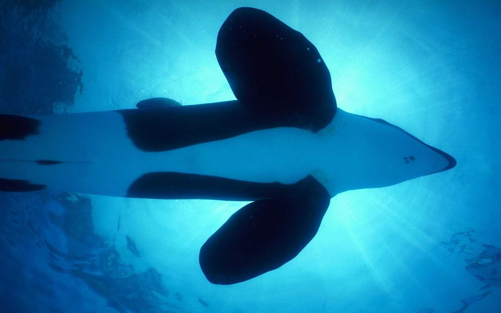 Free Willy Wallpapers (23 images) - WallpaperCat