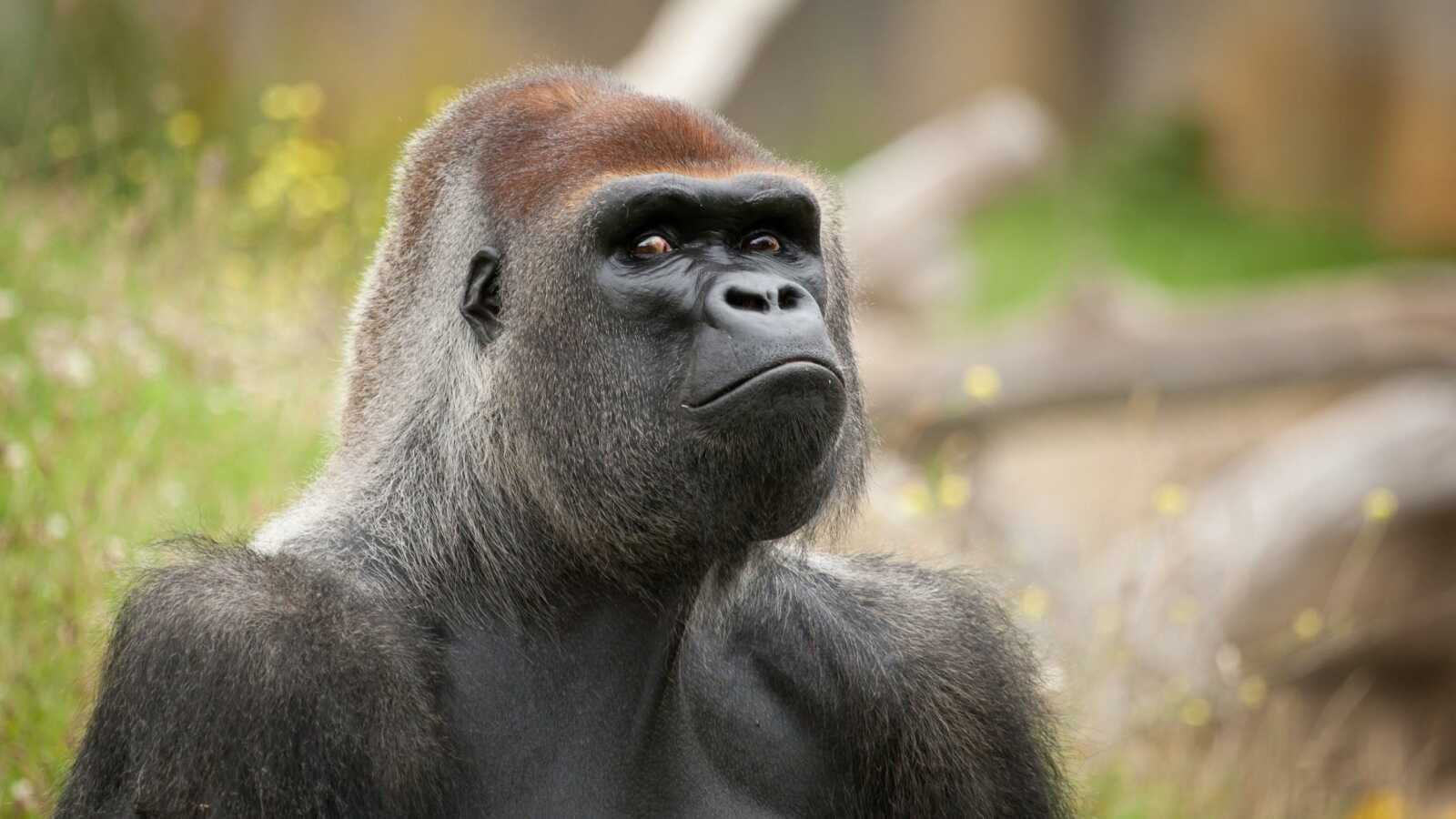 Gorilla Wallpapers (52 images) - WallpaperCat