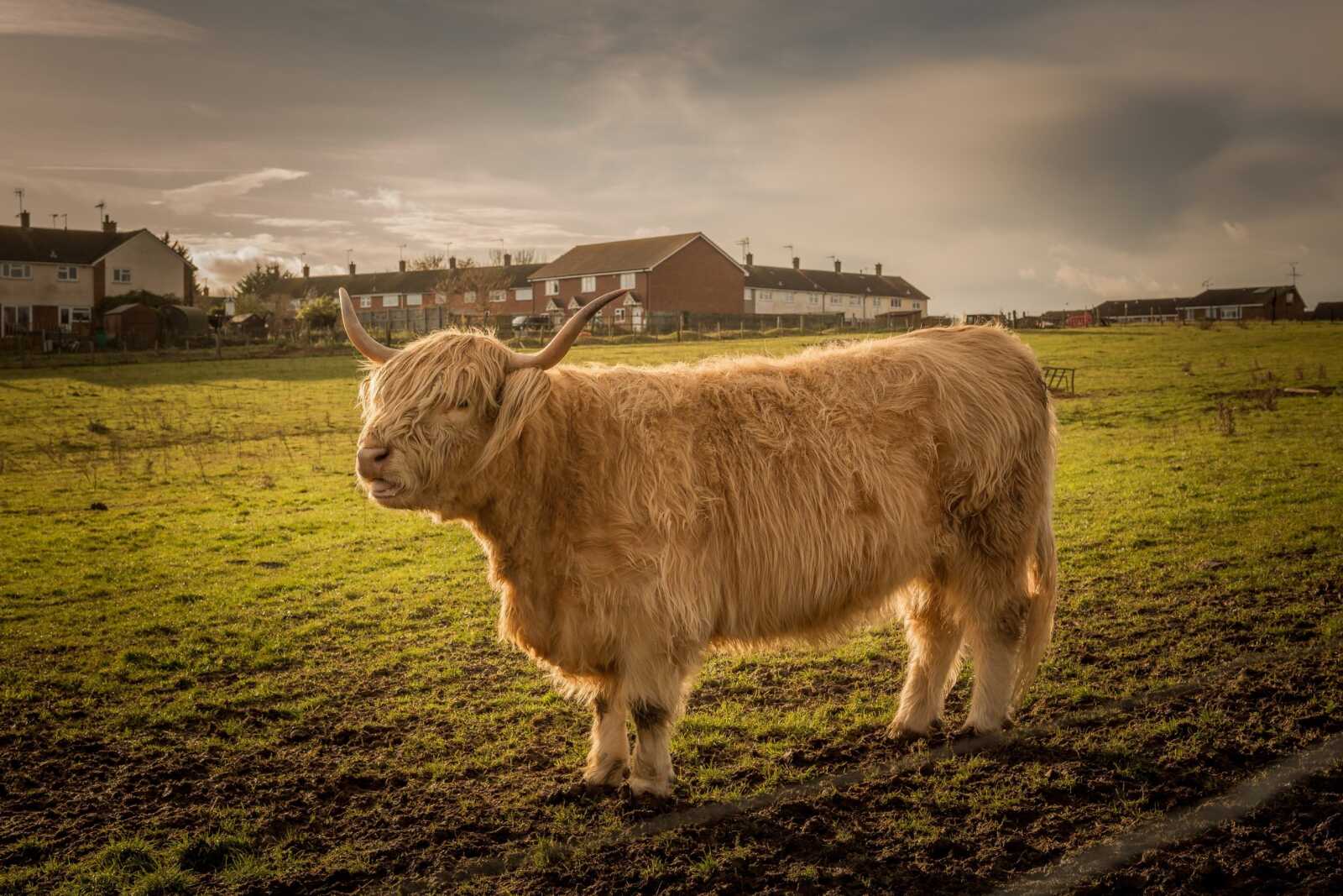 Cow Wallpapers (58 images) - WallpaperCat