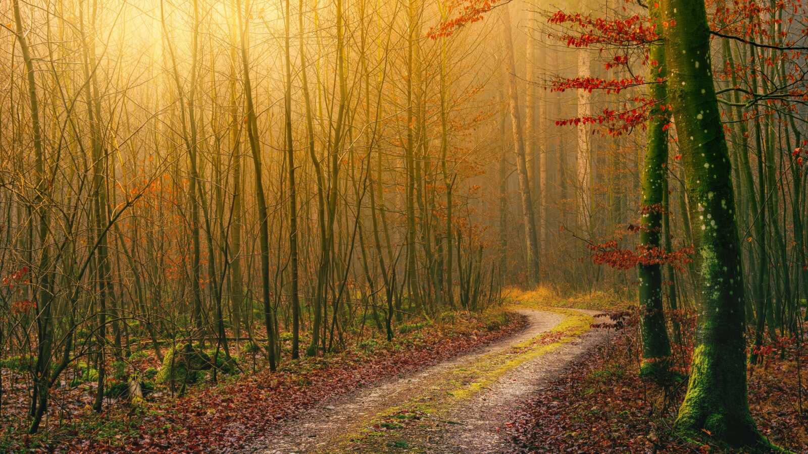 Fall Wallpapers (63 images) - WallpaperCat