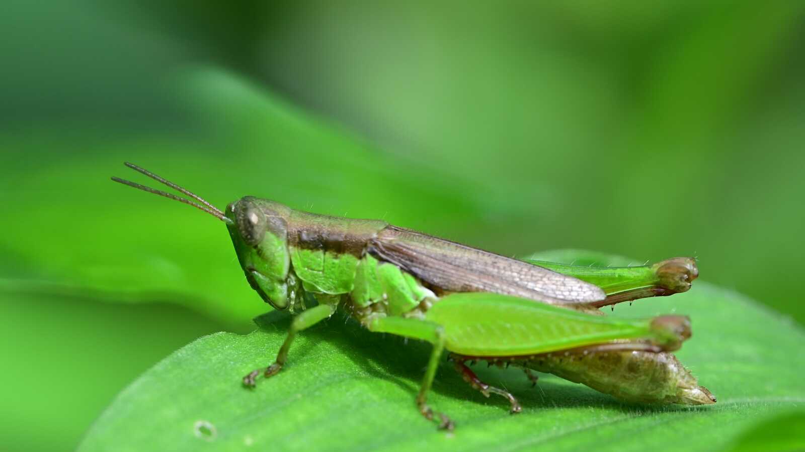 Grasshopper Wallpapers (40 images) - WallpaperCat