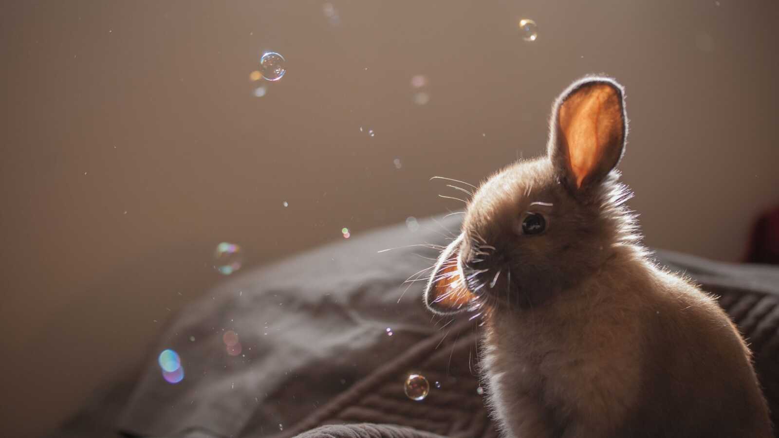 Rabbit Wallpapers (64 images) - WallpaperCat