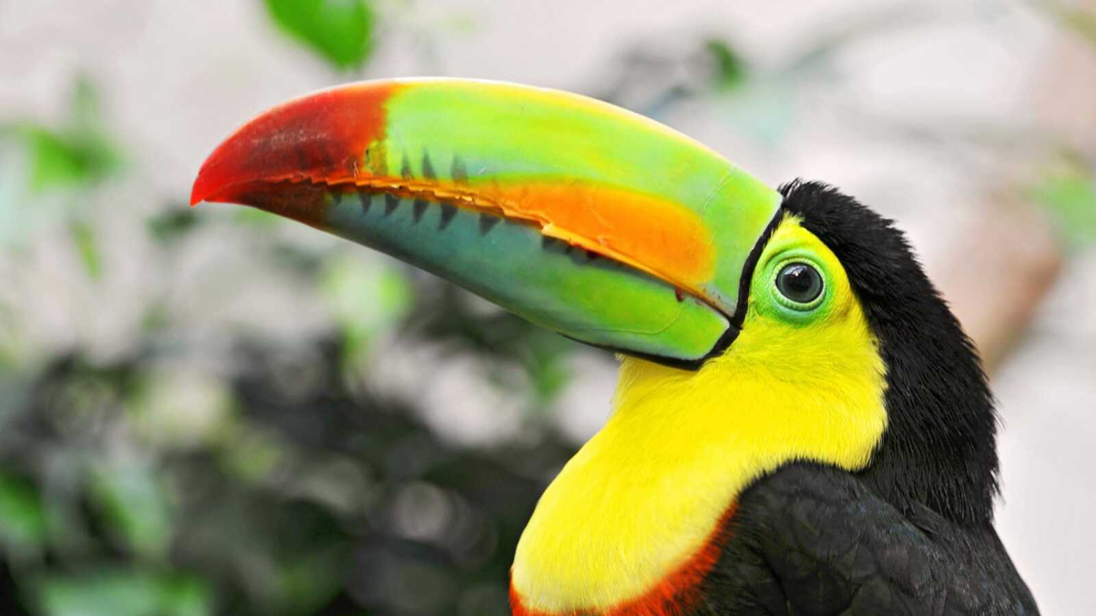 Toucan Wallpapers (71 images) - WallpaperCat