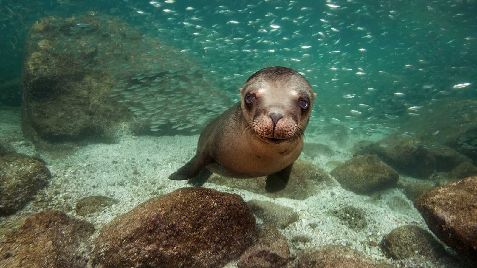 Seal Wallpapers (48 images) - WallpaperCat