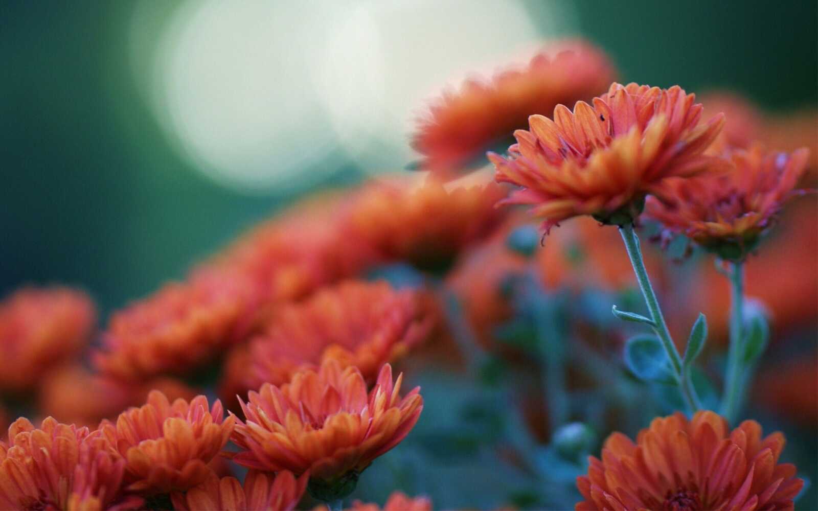 Chrysanthemum Wallpapers (81 images) - WallpaperCat