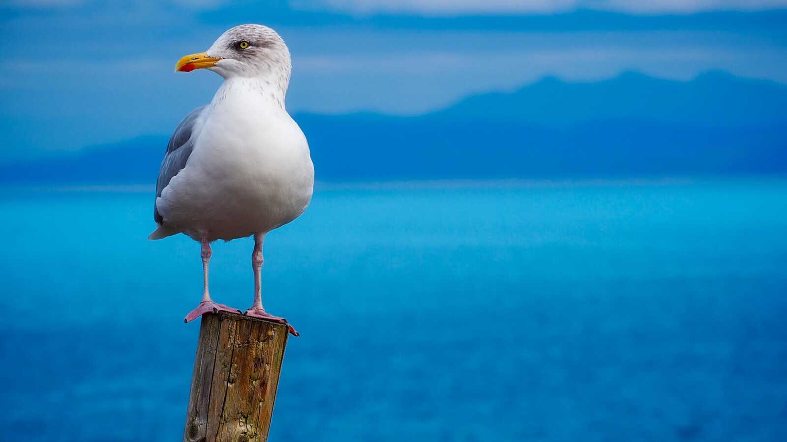 Seagull Wallpapers (46 images) - WallpaperCat