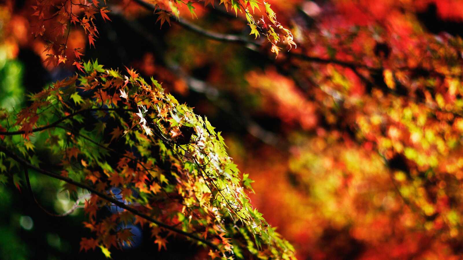 Maple Tree Wallpapers (97 images) - WallpaperCat