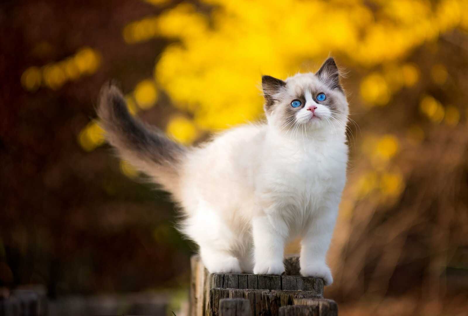 Ragdoll Wallpapers (27 images) - WallpaperCat