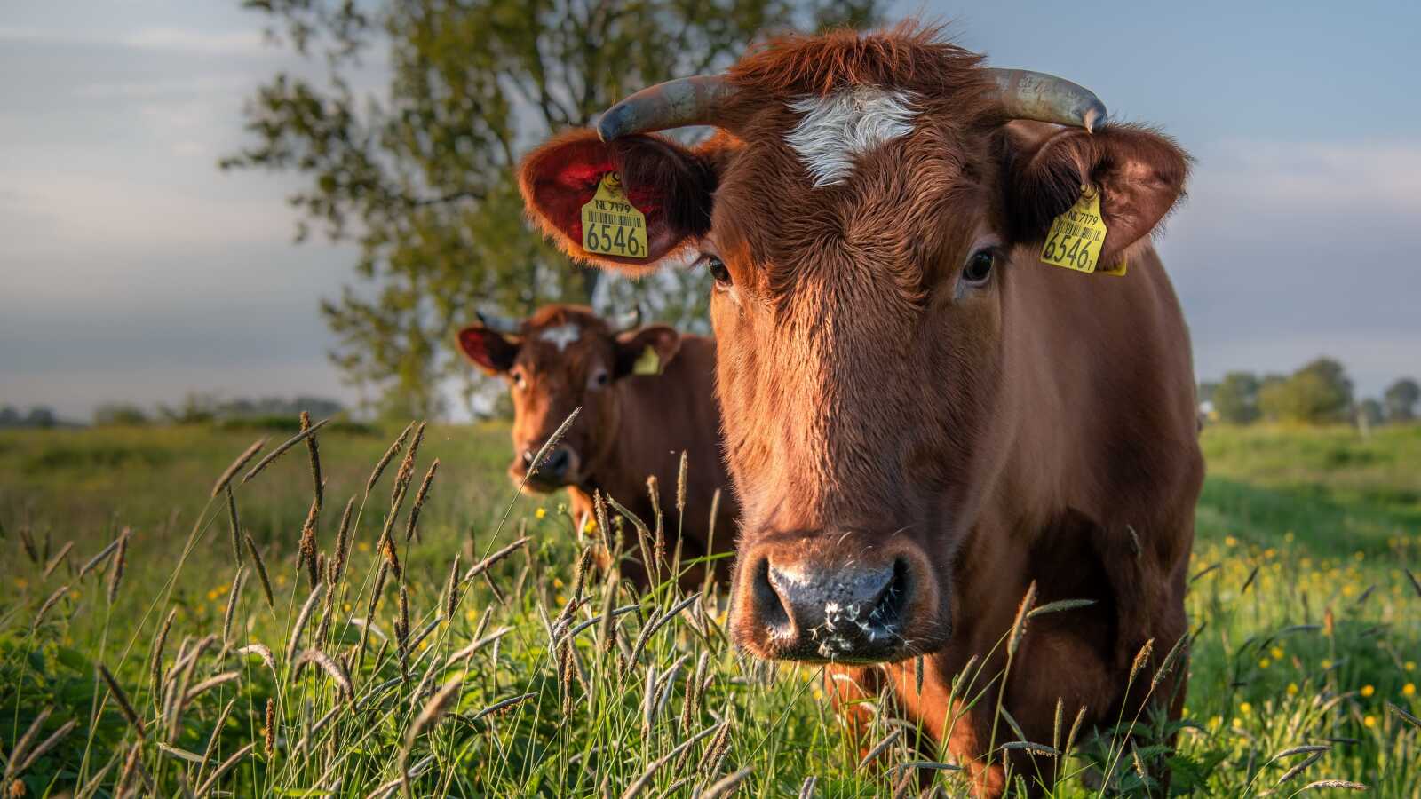 Cow Wallpapers (58 images) - WallpaperCat