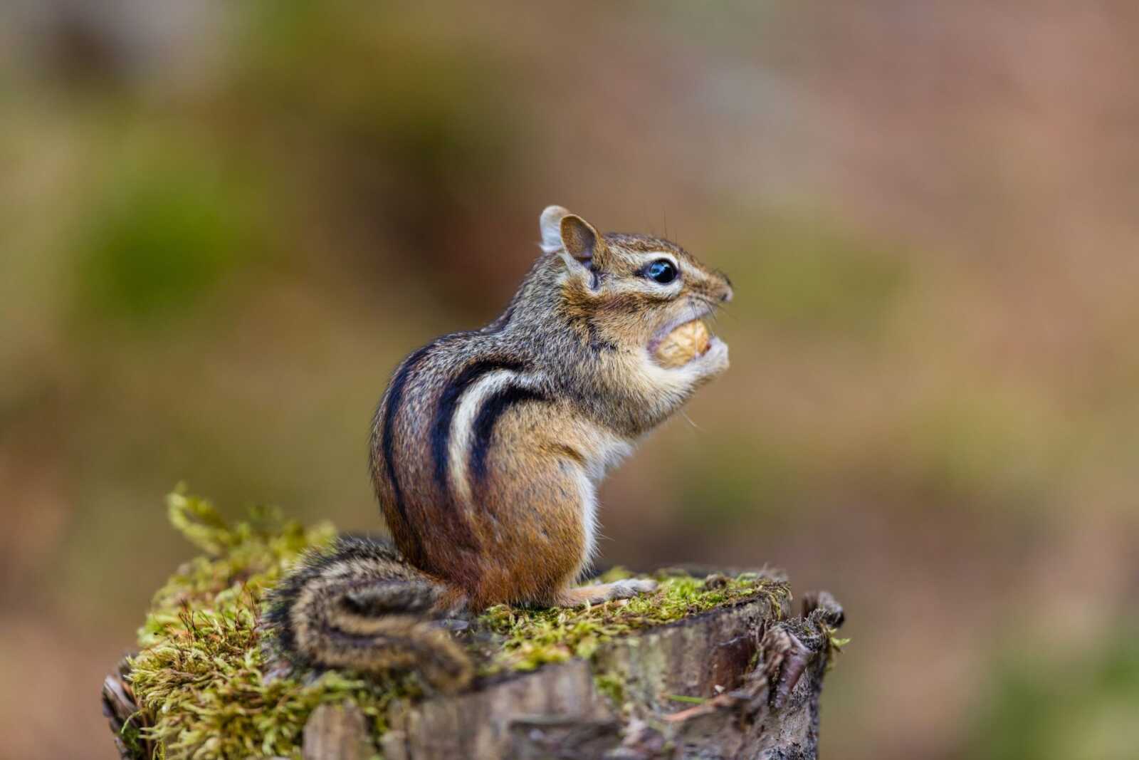 Chipmunk Wallpapers (44 images) - WallpaperCat