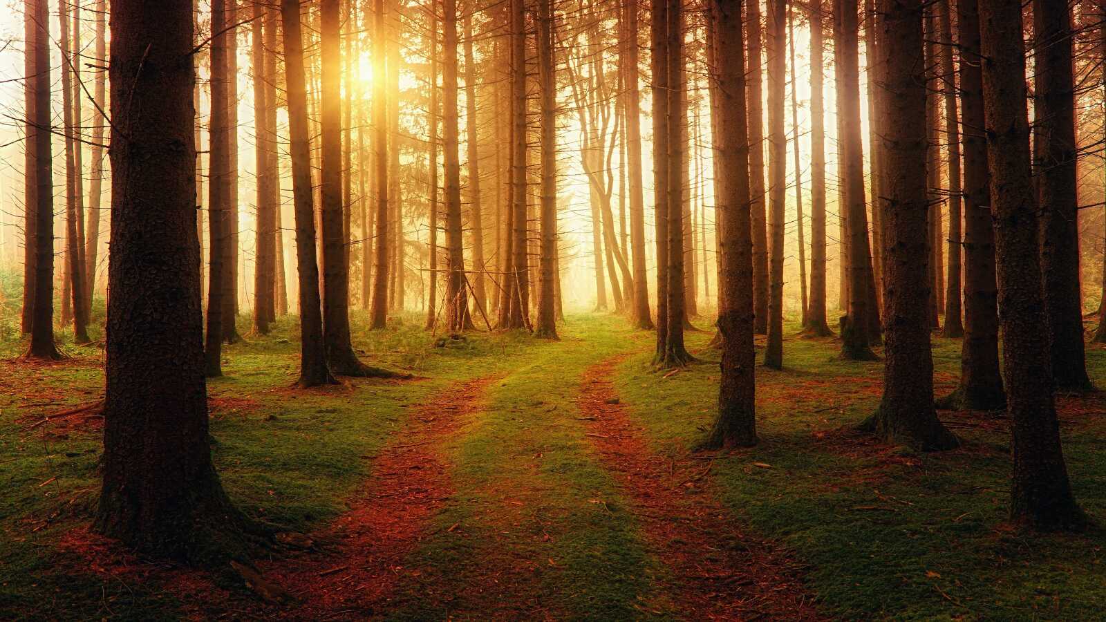Pine Tree Wallpapers (80 images) - WallpaperCat