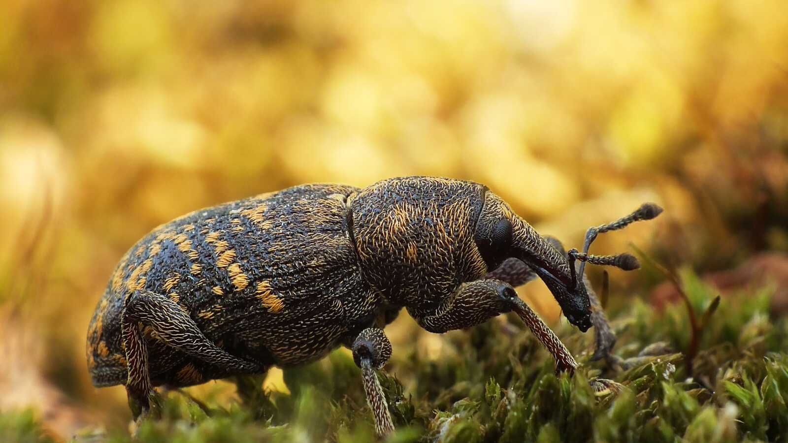 Beetle Wallpapers (38 images) - WallpaperCat