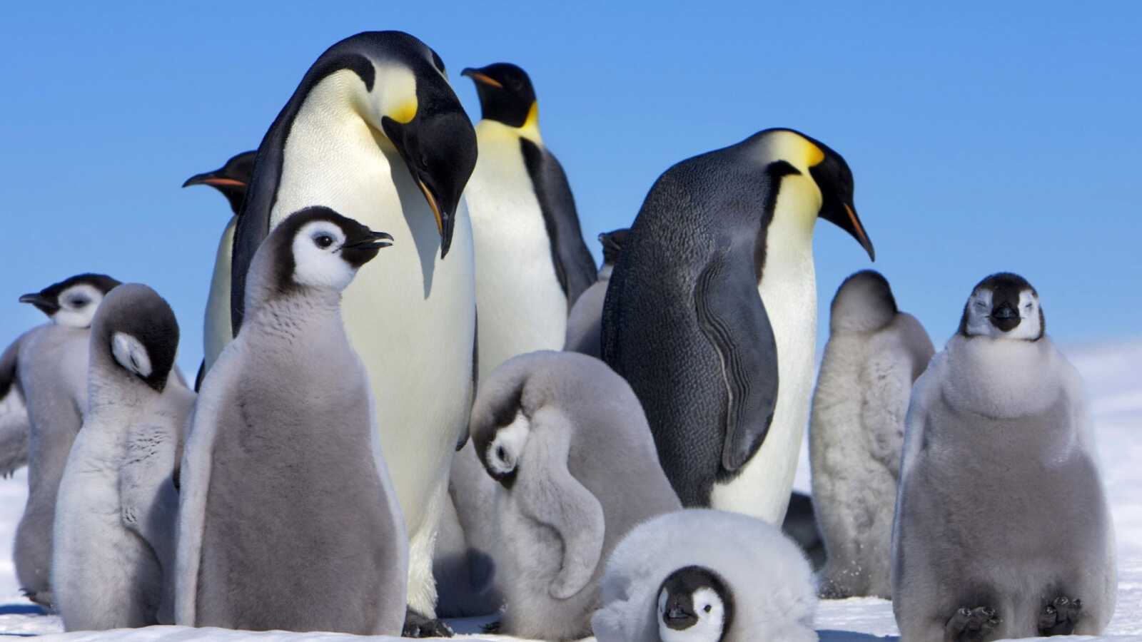 Penguin Wallpapers (111 images) - WallpaperCat