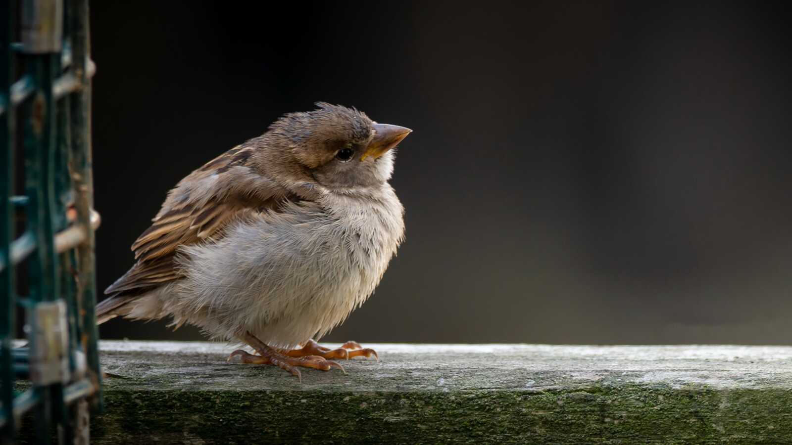 Sparrow (Bird) Wallpapers (46 images) - WallpaperCat