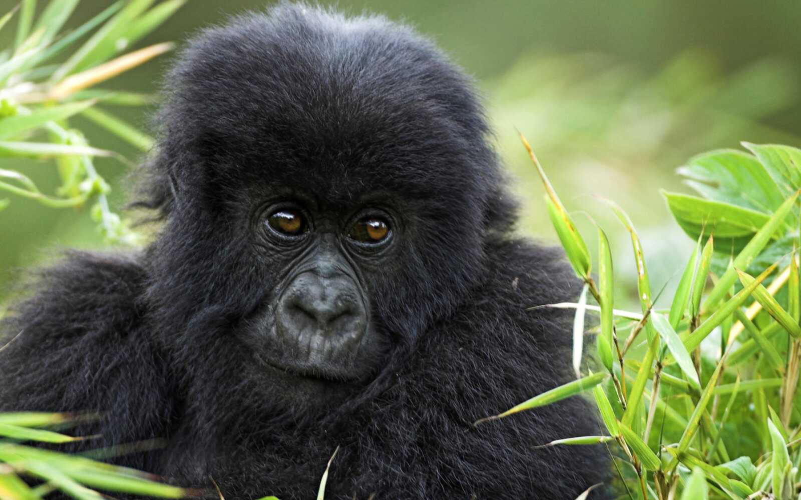 Gorilla Wallpapers (52 images) - WallpaperCat