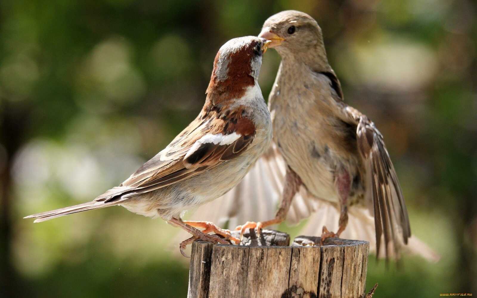 Sparrow (Bird) Wallpapers (46 images) - WallpaperCat