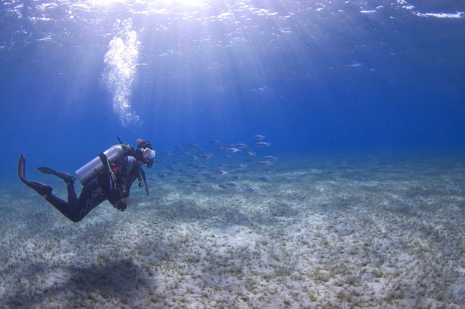 Scuba Diving Wallpapers (35 images) - WallpaperCat