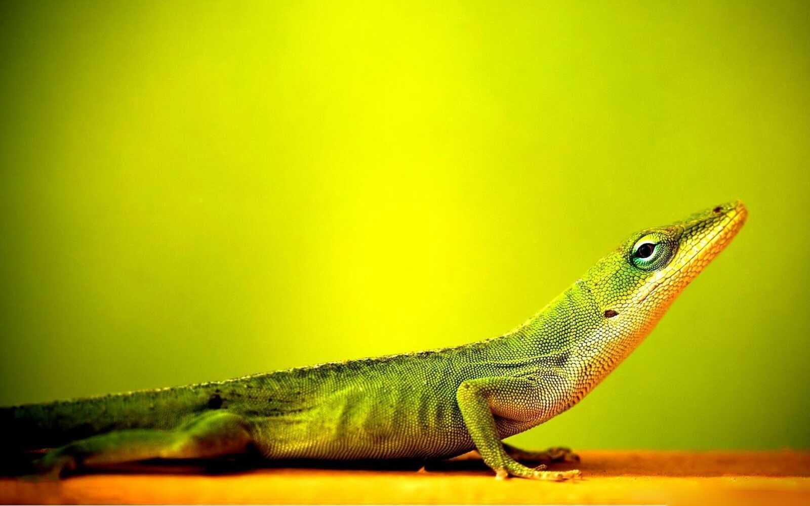 Lizard Wallpapers (56 images) - WallpaperCat