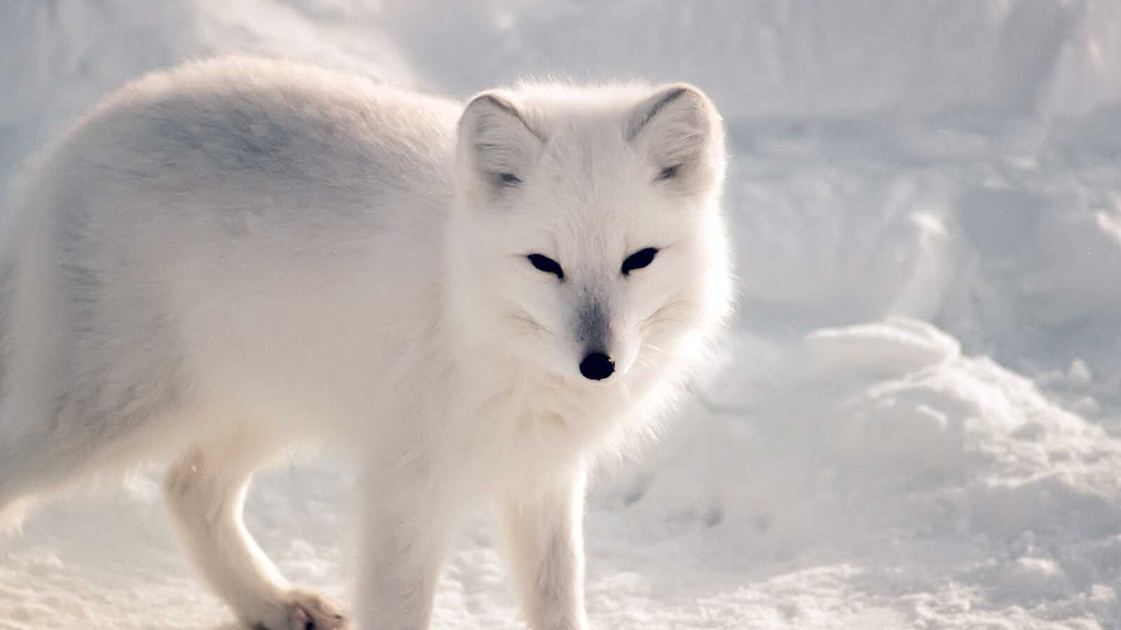 Arctic Fox Wallpapers (61 images) - WallpaperCat