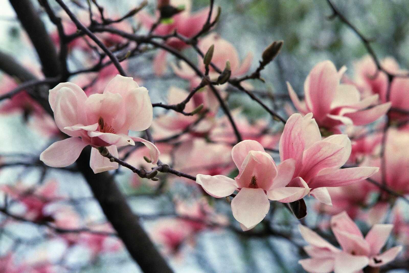 Magnolia Wallpapers (46 images) - WallpaperCat