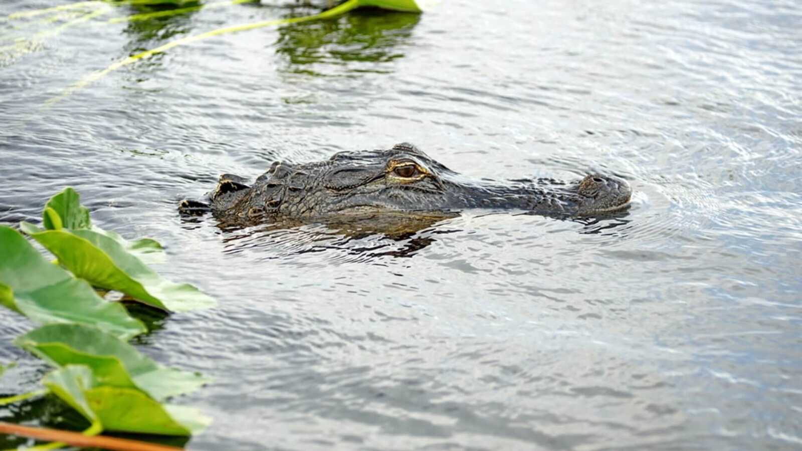 Everglades National Park Wallpapers (51 images) - WallpaperCat