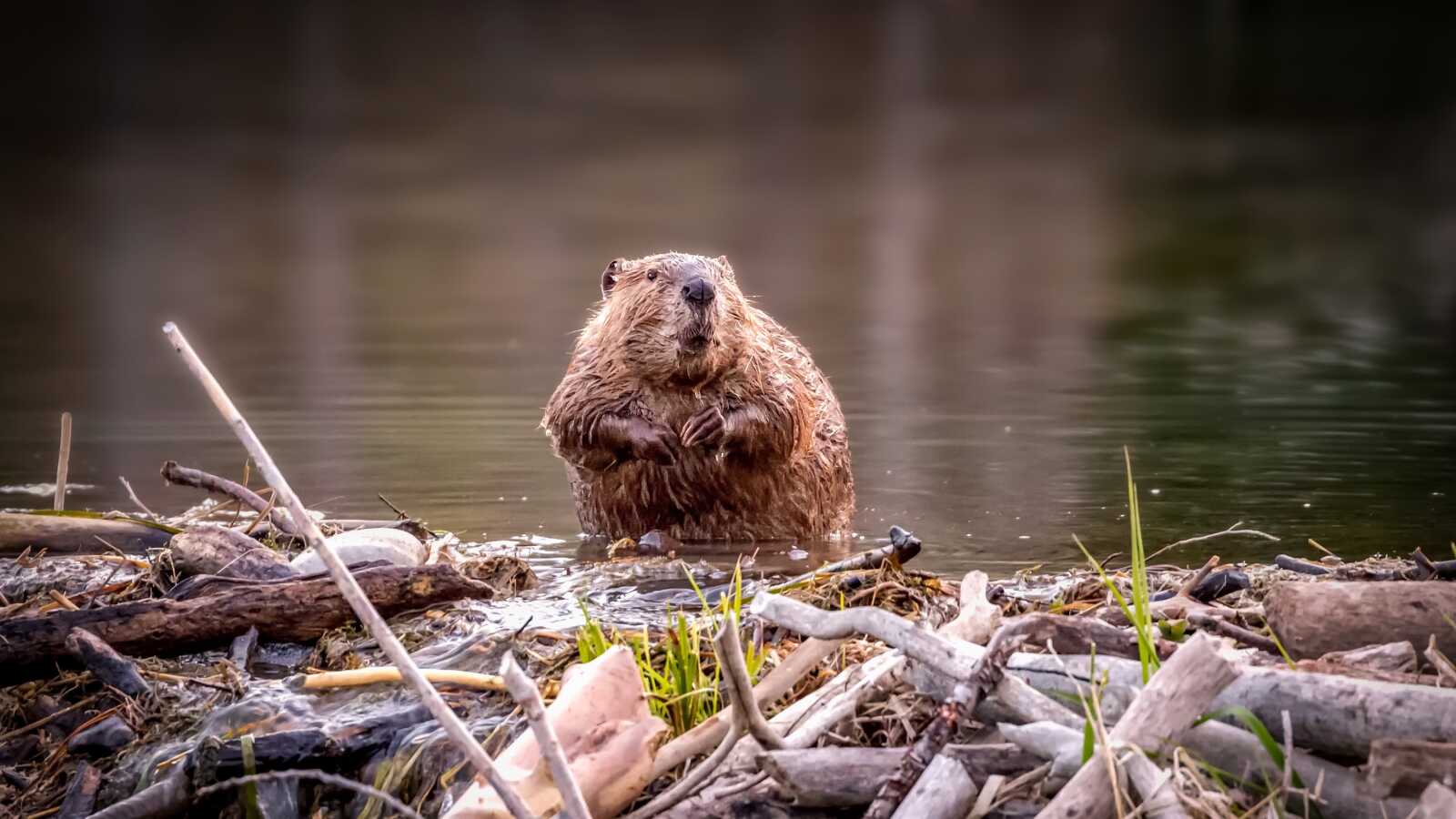 Beaver Wallpapers (43 images) - WallpaperCat