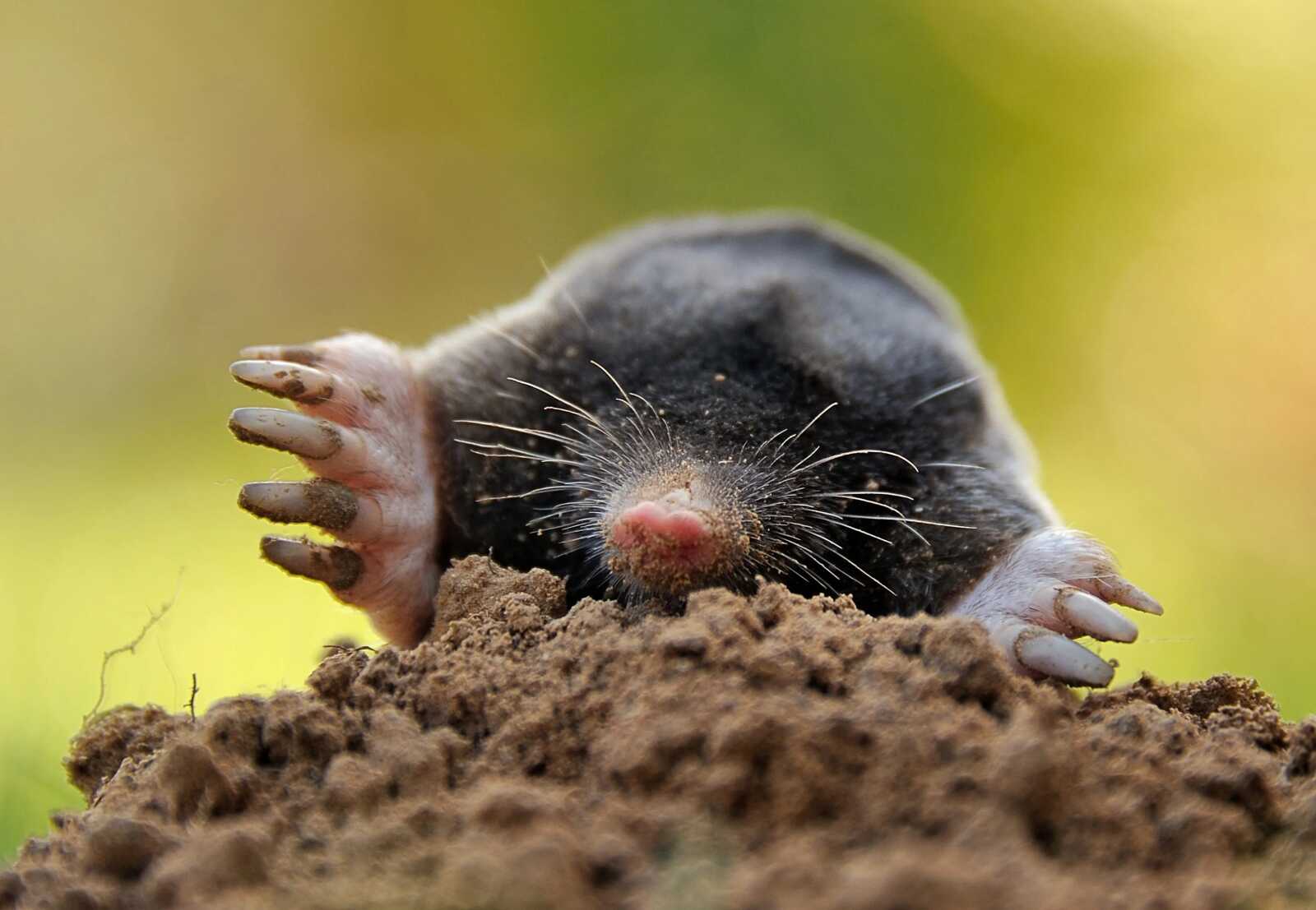 Mole Wallpapers (23 images) - WallpaperCat