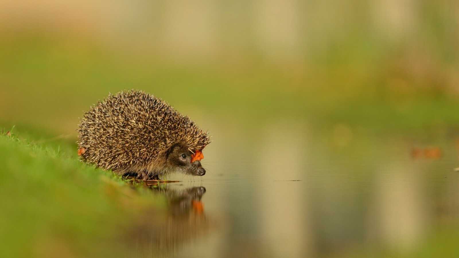 Hedgehog Wallpapers (30 images) - WallpaperCat