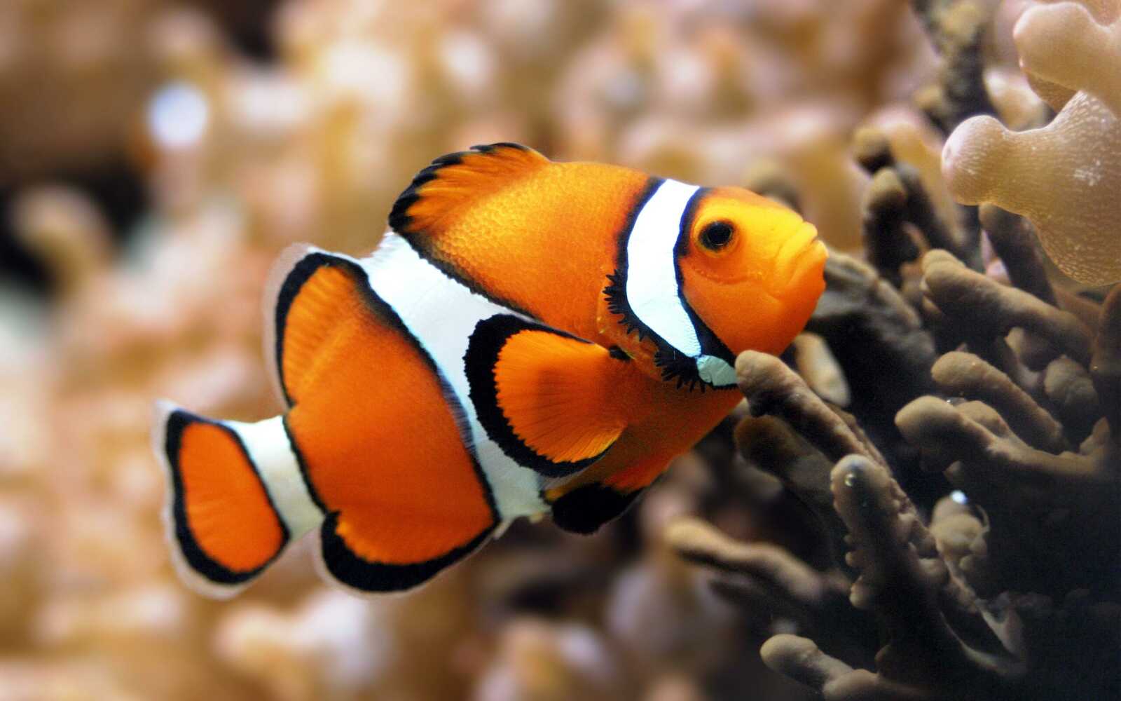Fish Wallpapers (94 images) - WallpaperCat