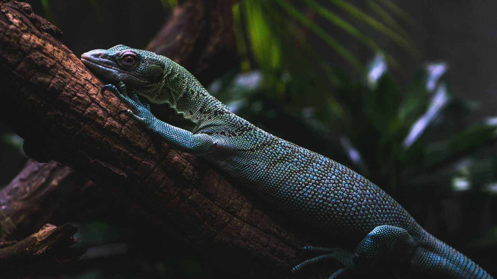 Lizard Wallpapers (56 images) - WallpaperCat