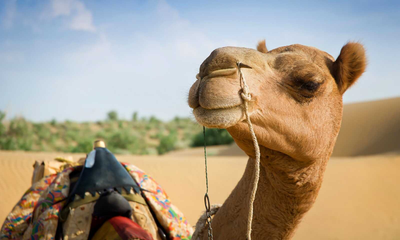 Camel Wallpapers (47 images) - WallpaperCat
