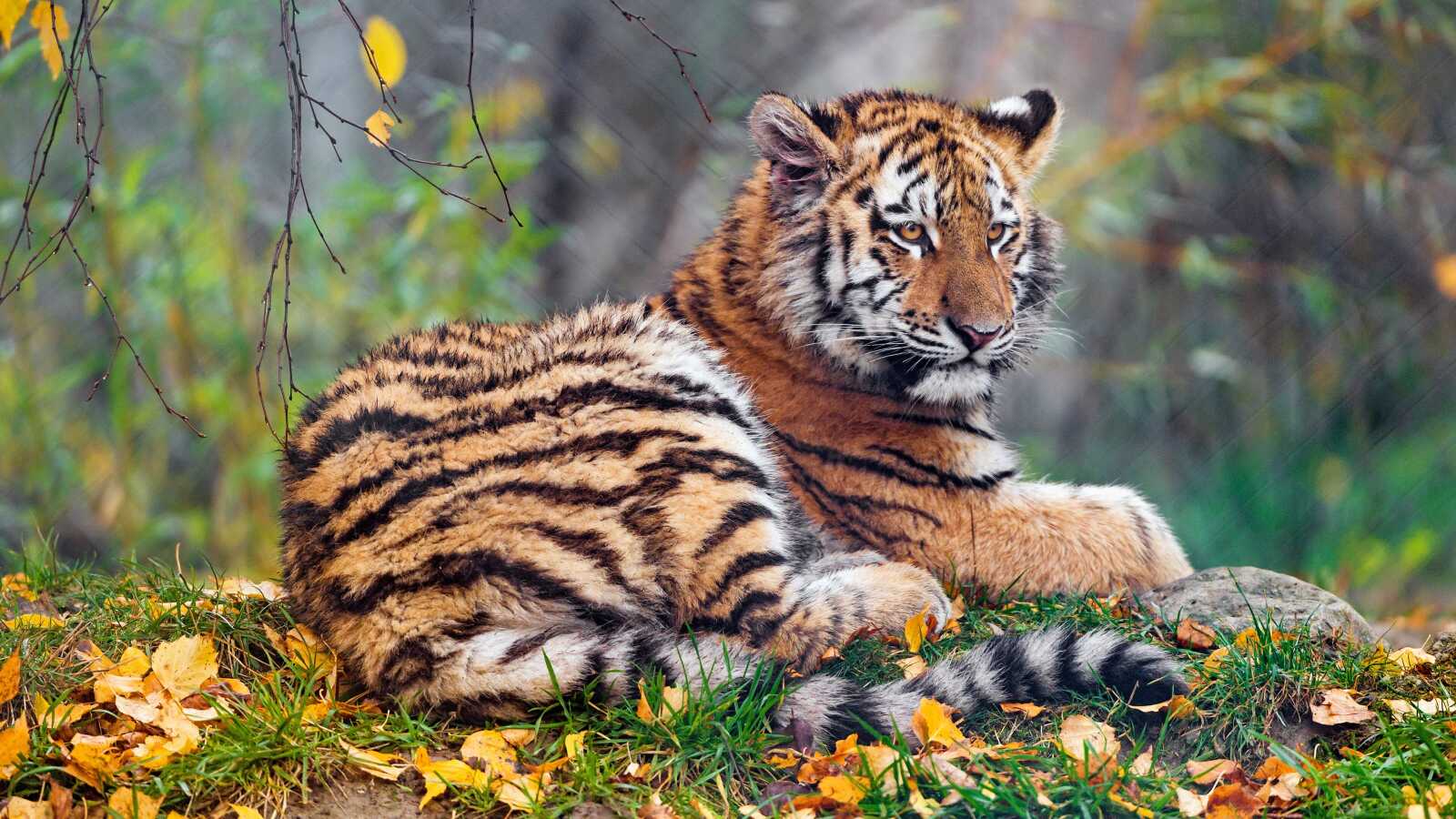 Tiger Cub Wallpapers (38 images) - WallpaperCat