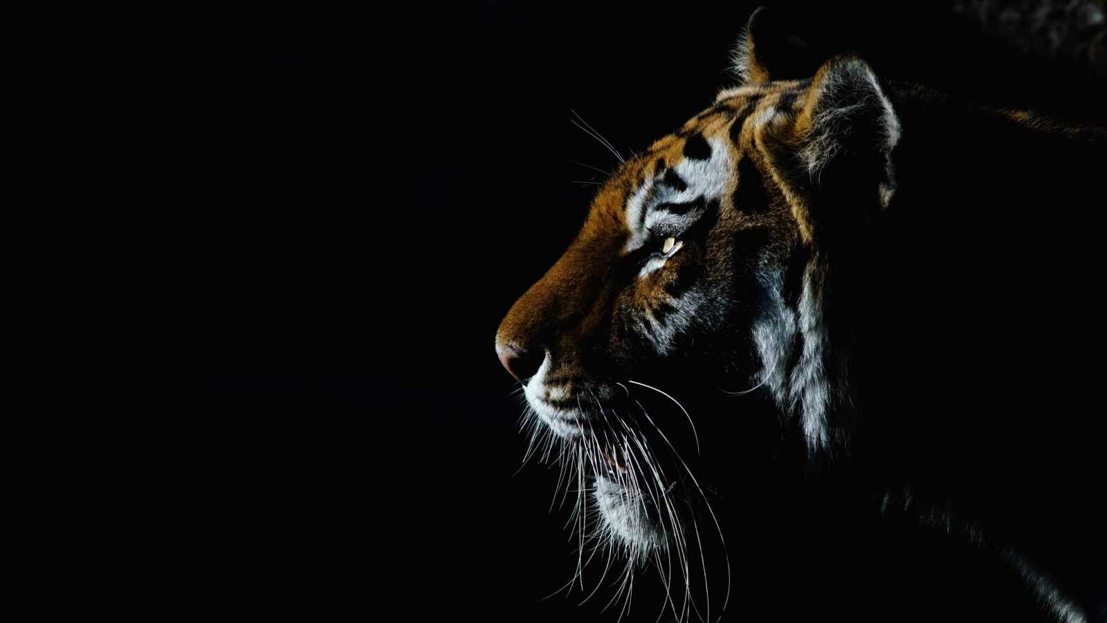 Tiger Wallpapers (86 images) - WallpaperCat