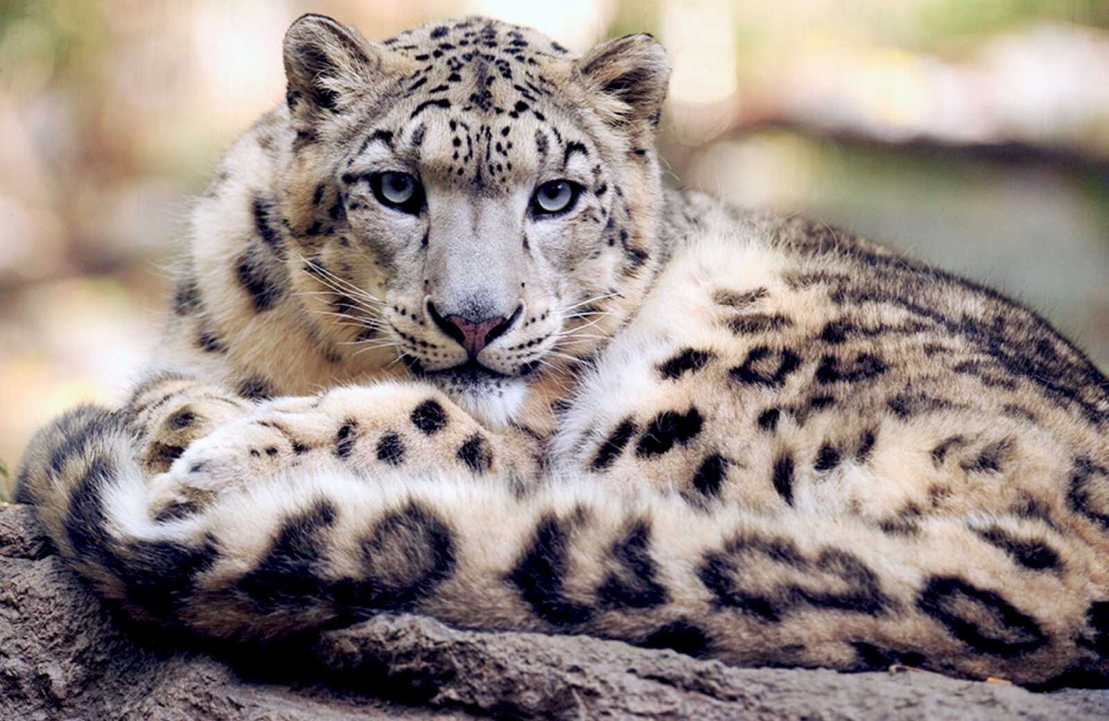 Snow Leopard Wallpapers (76 images) - WallpaperCat