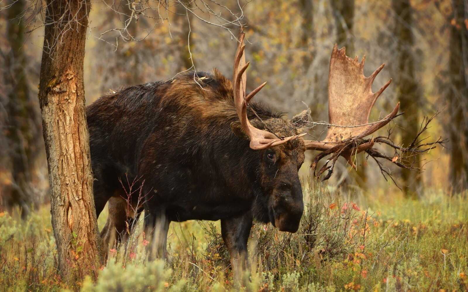 Moose Wallpapers (61 images) - WallpaperCat