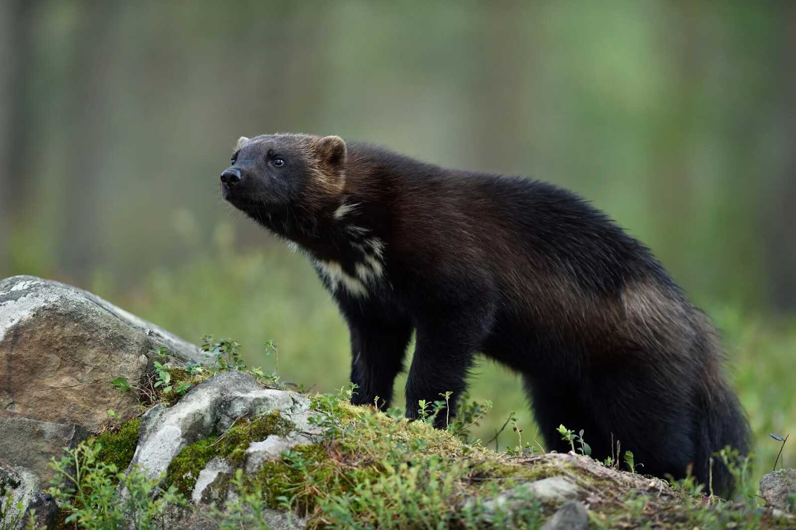 Wolverine (Animal) Wallpapers (28 images) - WallpaperCat