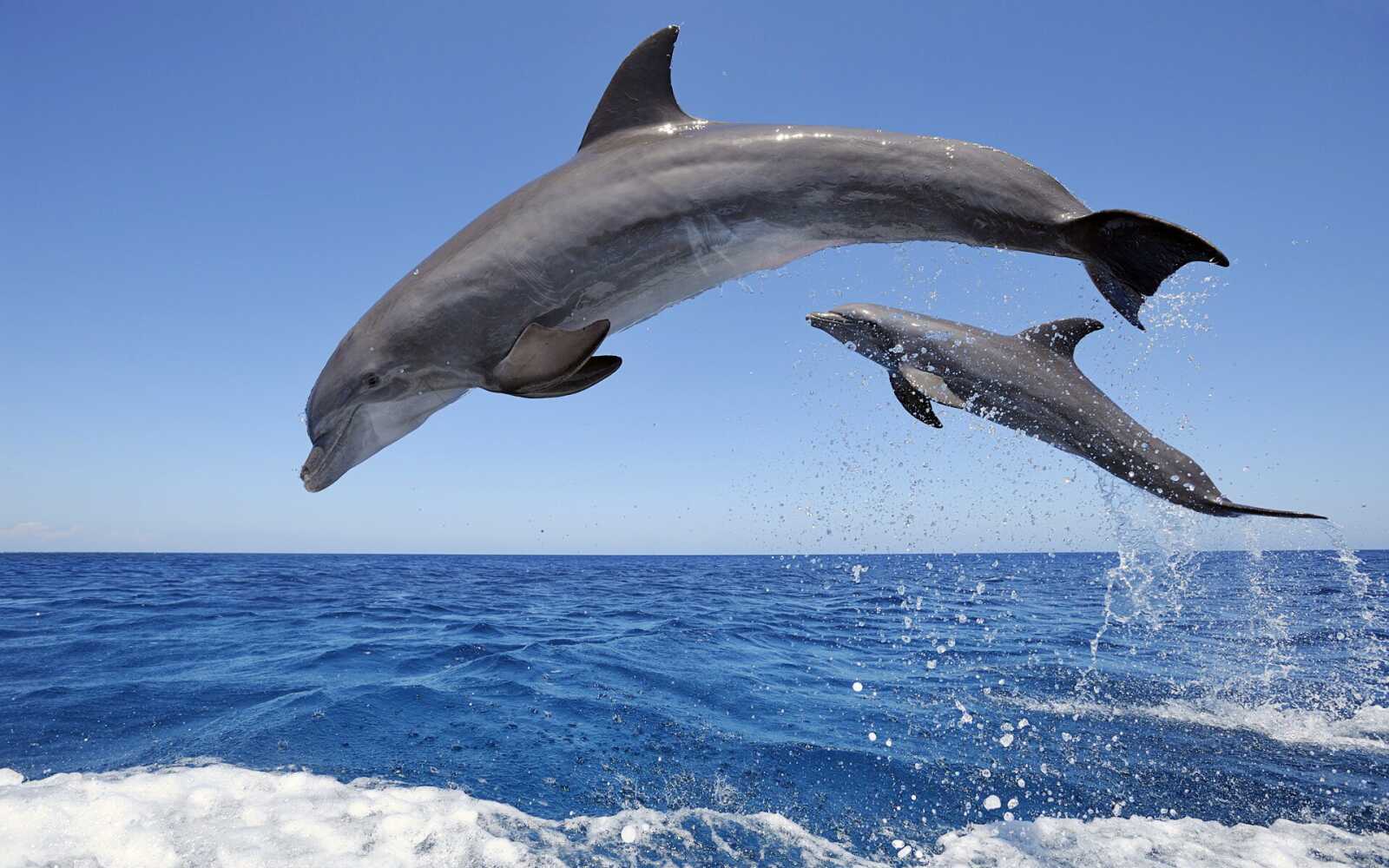 Dolphin Wallpapers (49 images) - WallpaperCat