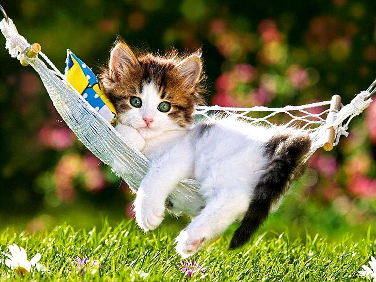 Cat Wallpapers (148 images) - WallpaperCat